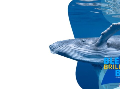Brilliant Blue | Cape Cod Blue Economy Foundation, Inc.